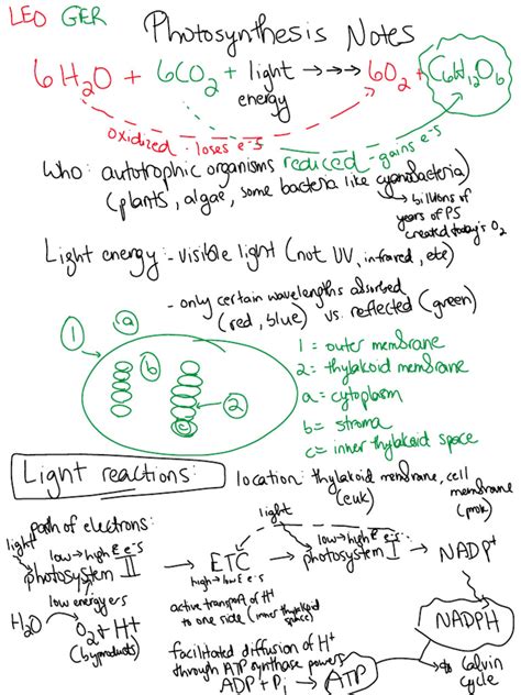Photosynthesis Notes Pdf