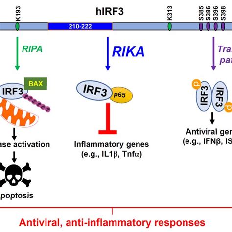 Rika A New Anti Inflammatory Function Of Irf3 Irf3 Is Widely Known