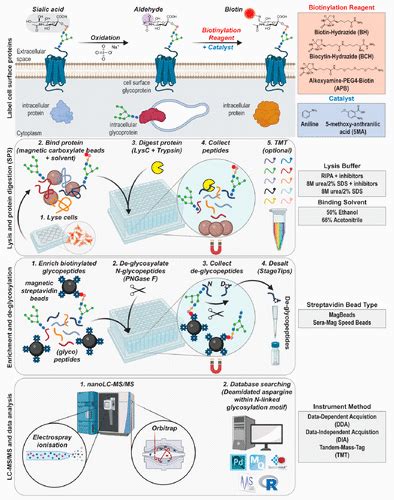 News In Proteomics Research Automatable Cell Surface Proteomics