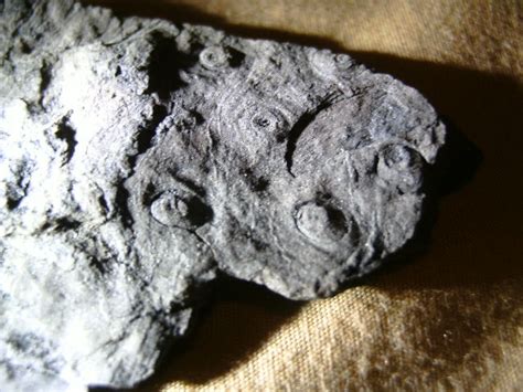 Stigmaria Member Collections The Fossil Forum