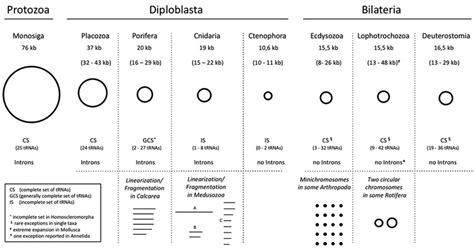 Structure Of Animal Mtdna Genomes The Largest Animal Mtdna Genomes Are