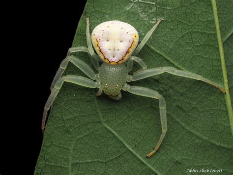 Massuria Sreepanchamii · Inaturalist