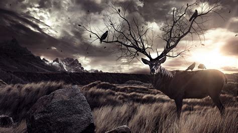 Whitetail Deer Wallpaper 1920x1080