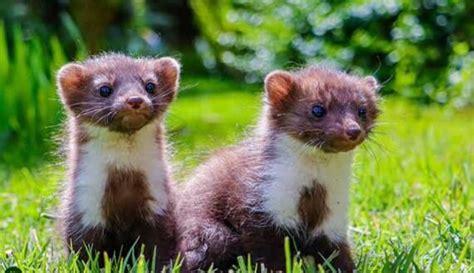 ۲ توله سمور سنگی تیمار و در طبیعت خوانسار رهاسازی شدند تصاویر