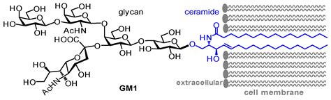 Ganglioside Structure