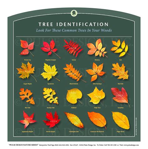 Autumn Leaf Identification Guide Leaf Identification Tree Leaf Identification Tree