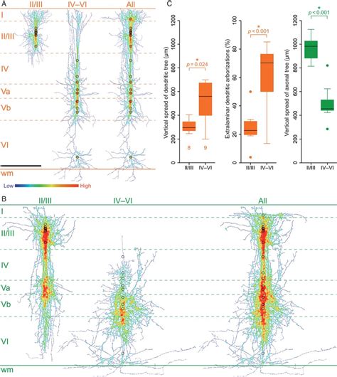 Somatodendritic And Axonal Morphology Of Vip Neurons From Layer Iiiii Download Scientific