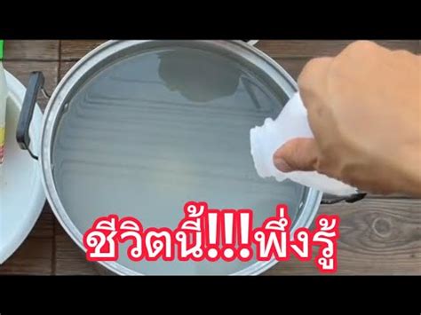 รแลวจะอง พชโทรมไมตดดอกออกผลใบหงกงอใบเหลองมดแมลงเยอะทำวธแบบนรคำตอบทนทแมกอย