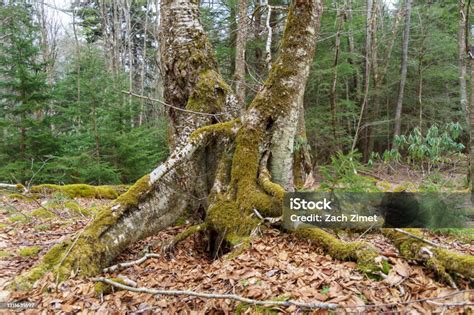 이끼로 덮인 추가 길이의 뿌리가 있는 나무와 두 개의 갈라진 트렁크가 있는 숲 장면 0명에 대한 스톡 사진 및 기타 이미지