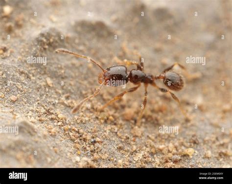 Pilifera Group Big Headed Ants Pheidole Pilifera Insecta Municipio
