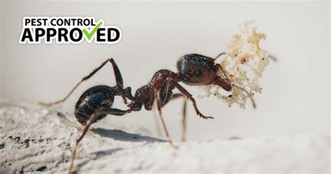 Pavement Ants What Are They And What Do They Eat