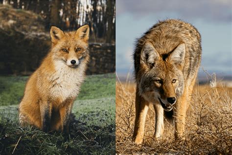 Differences Between Foxes And Coyotes Nature Blog Network