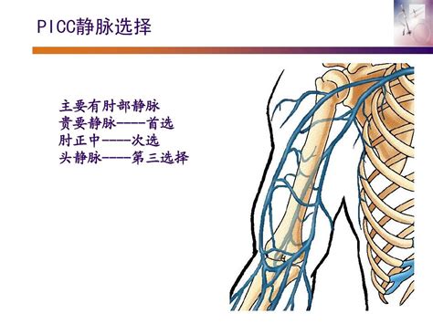 Picc置管静脉解剖图 千图网