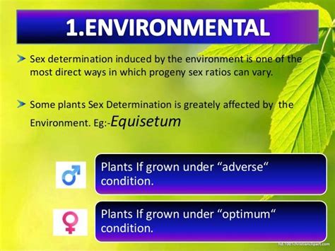 Sex Determination In Plants Sex Determination In Plants