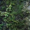 Free Mossy Tree Bark Image Download At StockCake