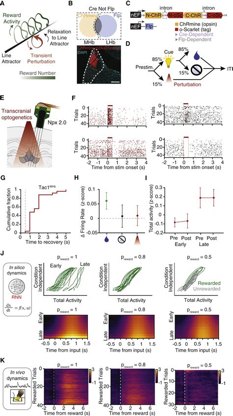 Cell Type Specific Population Dynamics Of Diverse Reward Computations Cell