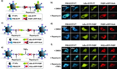 incell smart i for visualizing protein protein interactions inside download scientific diagram