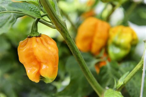 How To Grow Hot Peppers Indoors Food Gardening Network