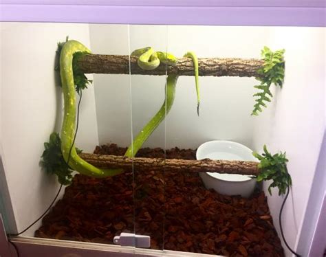 Snake Green Tree Python Vivarium Enclosure For Sale In Paignton