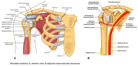 History Of Shoulder Dislocation At Miguel Arnold Blog