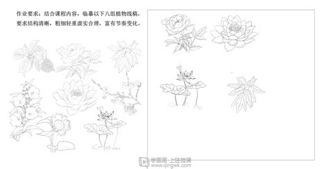 作业常见植物的线条表达 METALLICA 轻微课