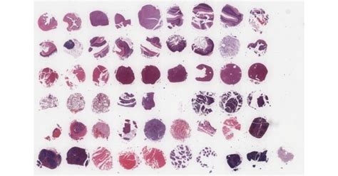 Mo541e Mouse Multiple Organ Normal Tissue Array 10 Cases54 Cores
