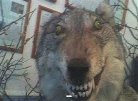 Create Comics Meme Demented Wolves The Wolf Is Stuffed Memes Wolf Comics Meme