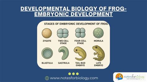 Embryonic Development Developmental Biology Of Frog