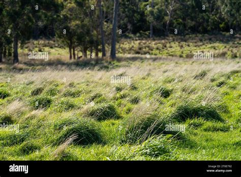 Long Native Grasses On A Regenerative Agricultural Farm Pasture In A