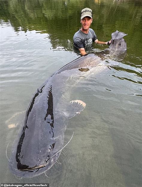 Cat Ch Of The Day Angler Catches Enormous 9ft Catfish After 50 Minute