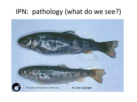 Infectious Pancreatic Necrosis Pptx