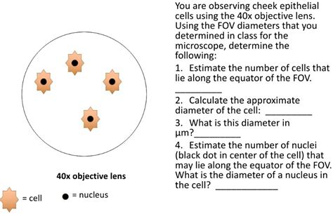 Solved You Are Observing Cheek Epithelial Cells Using The 40x