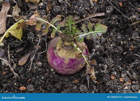 Brassica Rapa Subsp Rapa Subvar Esculenta Growing In Nutritious Earth
