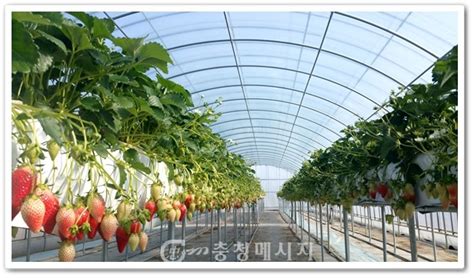 논산딸기시험장 설향 수경재배 ‘맞춤형 양액 개발·보급 충청메시지