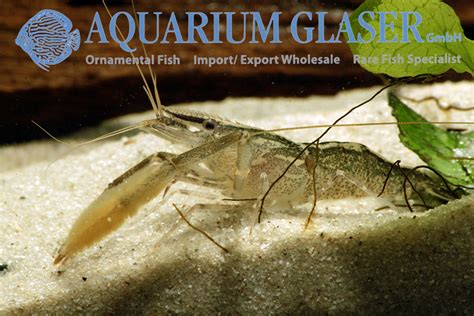 Macrobrachium Scabriculum Aquarium Glaser Gmbh