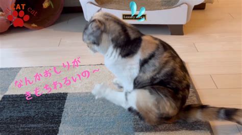 お尻歩きする猫！もしかしてお便秘？【猫戦車】超ロングお尻歩きします！ Youtube