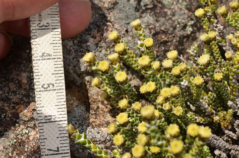 Helichrysum Intermedium Asteraceae