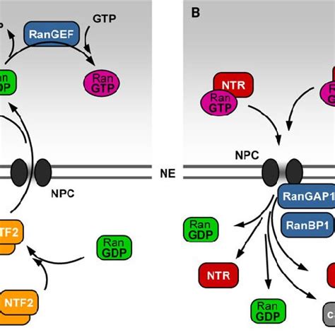 Simplified Scheme Of The Ran Gtpase Cycle In Interphase Like Every G