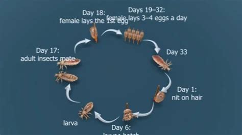 Head Lice Life Cycle Stock Video Pond5