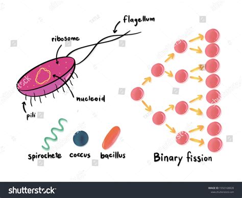 Kingdom Monera Bacteria Prokaryotes Binary Fission Stock Illustration