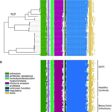 Presence Absence Of Virulence Genes In Staphylococcus Aureus Isolates Download Scientific