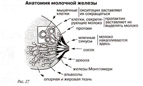 Молочная железа Анатомия и физиология человека ВКонтакте