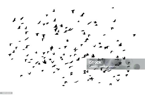자연의 경치를 날아 다니는 새들 벡터 새입니다 흰색 배경입니다 새에 대한 스톡 벡터 아트 및 기타 이미지 새 개체 그룹 검은색 Istock