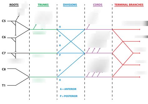 Brachial Plexus Schematic