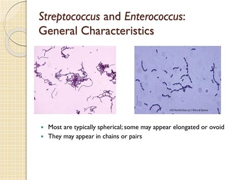 Ppt Mlab 2434 Microbiology Keri Brophy Martinez Powerpoint