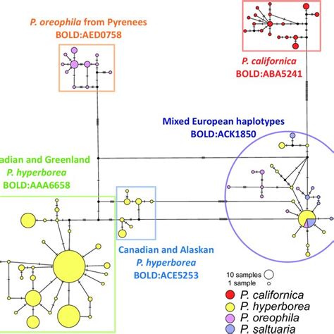 Haplotype Network For 419 Specimens Of P Saltuaria Species Group Based