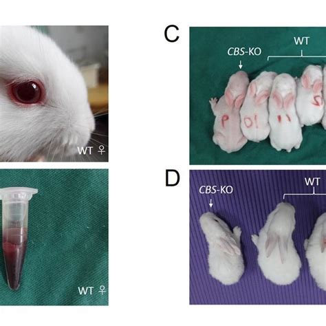 Cbs Ko Rabbits Are Hyperlipidemic A Plasma Tg Tc Hdl C Ldl C And Download Scientific