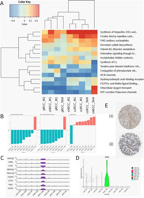 Decoding Ecosystem Heterogeneity And Transcriptional Regulation