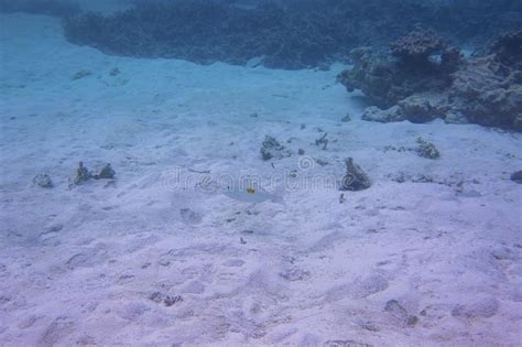 Opini N Subacu Tica Arrecifes De Coral Muertos Y Pescados Hermosos Snorkeling Maldivas Foto De
