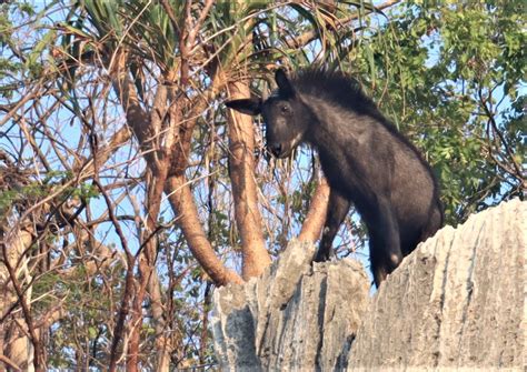 Genus Capricornis Serow — Coke Smith Wildlife